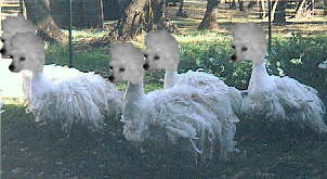 The Elle Pea Collection - Barkericks